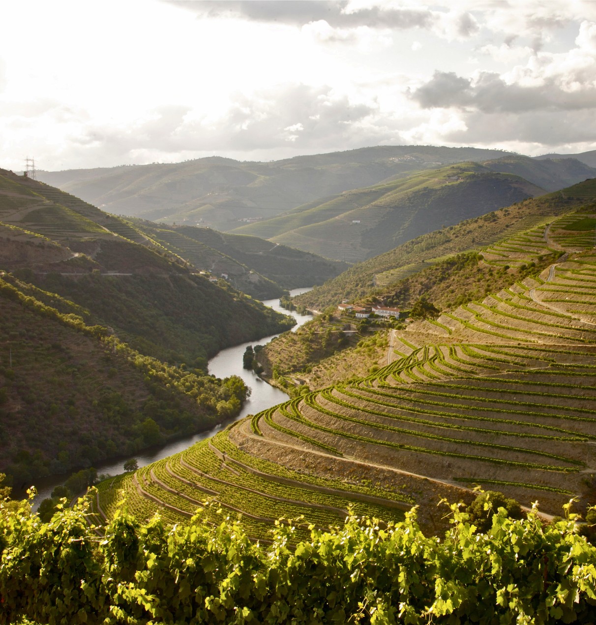Explore Douro Wines - Buy Fine Wine Online - Justerini & Brooks ...